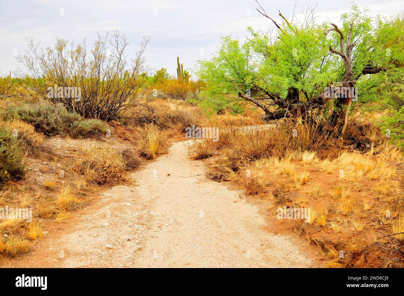 Arizona arroyo dry stream bed that provides a temporary drainage channel for flash floods Stock ...