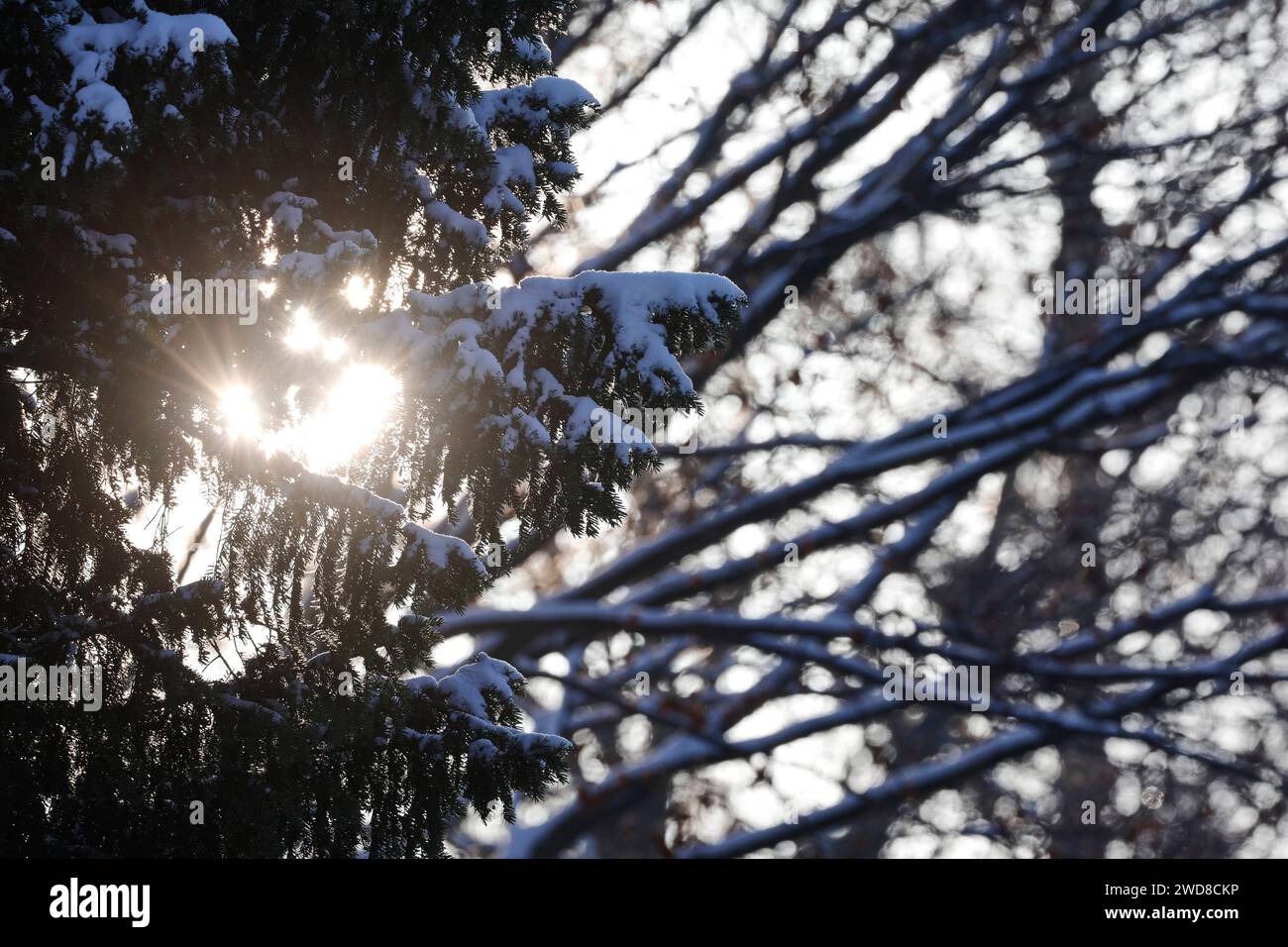 Winter 2024 19.01.2024 Schneelandschaften in Darmstadt im Prinz-Emil ...
