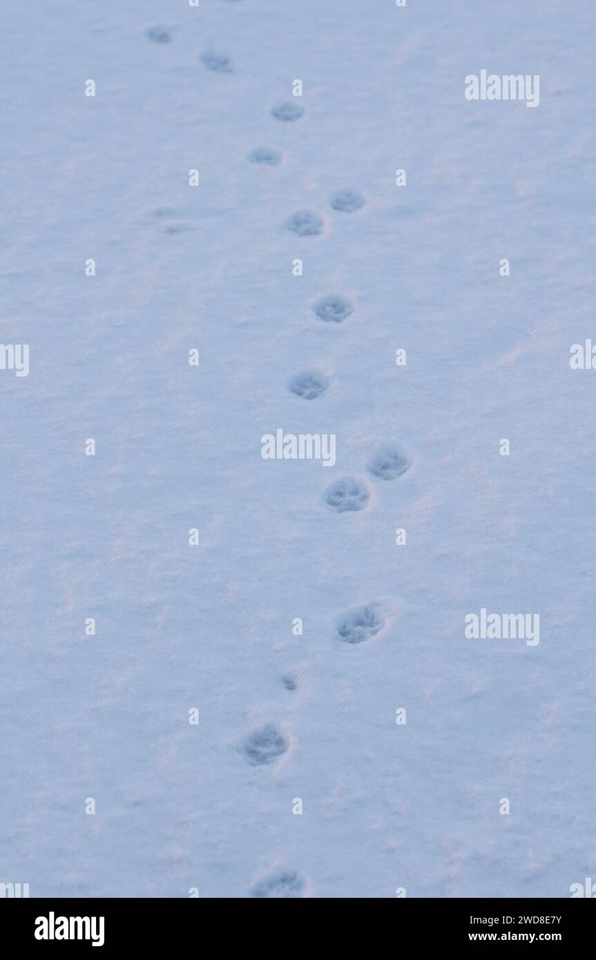 arctic fox Alopex lagopus tracks on the arctic coast 1002 area of the ...