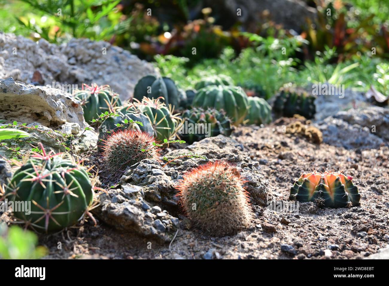 Cactus with soil hi-res stock photography and images - Alamy