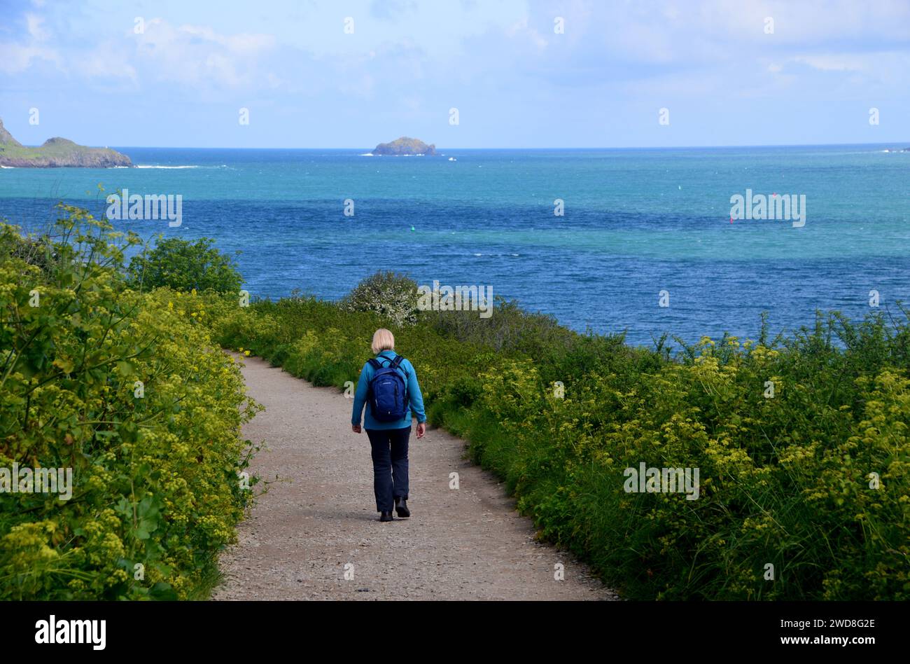 Lone Woman (Hiker) Walking by a Wild Flowers Hedgerow to Stepper Point ...