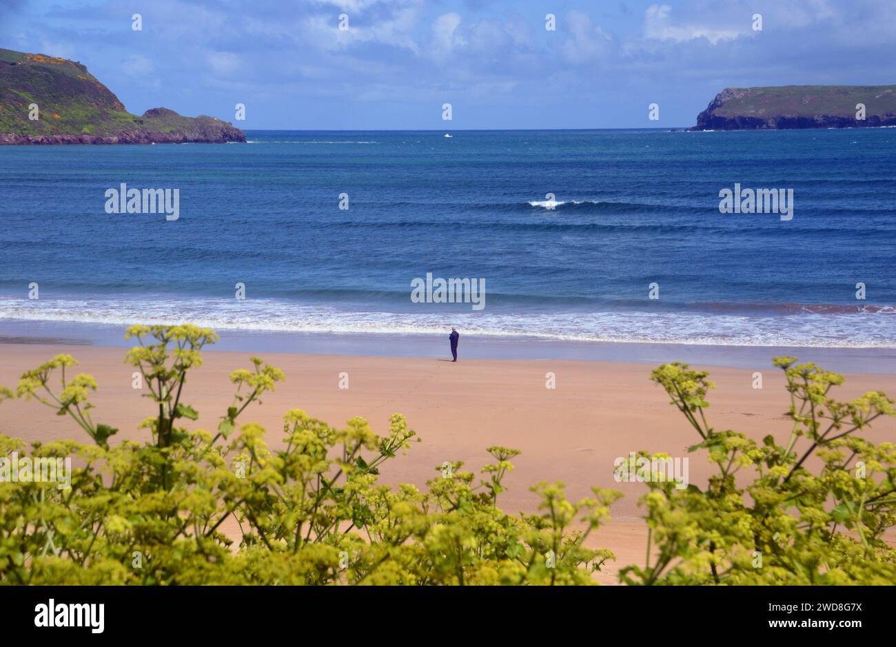 Man Walking on the Beach at Harbour Cove with Stepper Point and Pentire ...