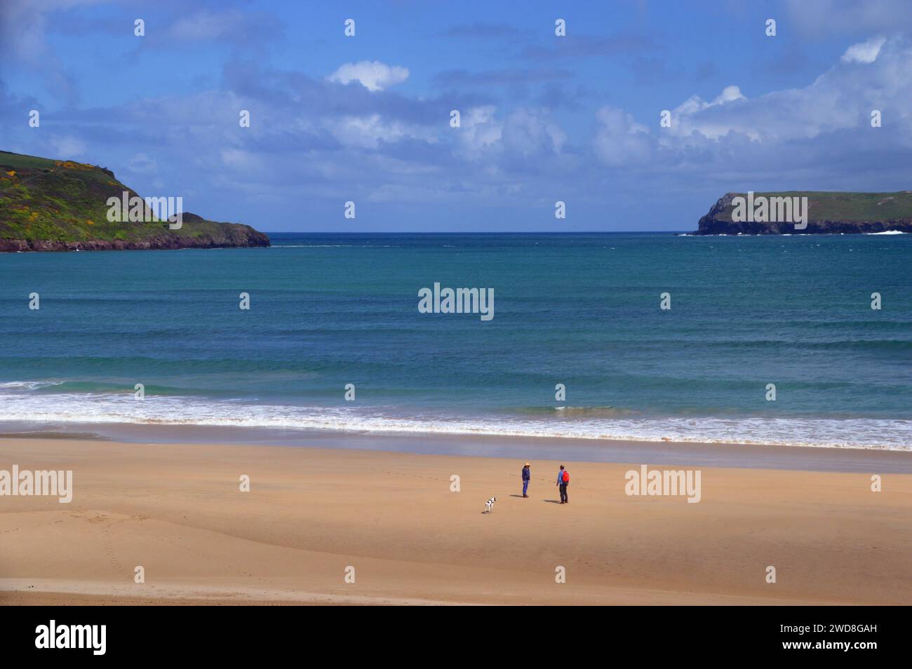 Couple Walking the Dog on the Beach at Harbour Cove with Stepper Point ...