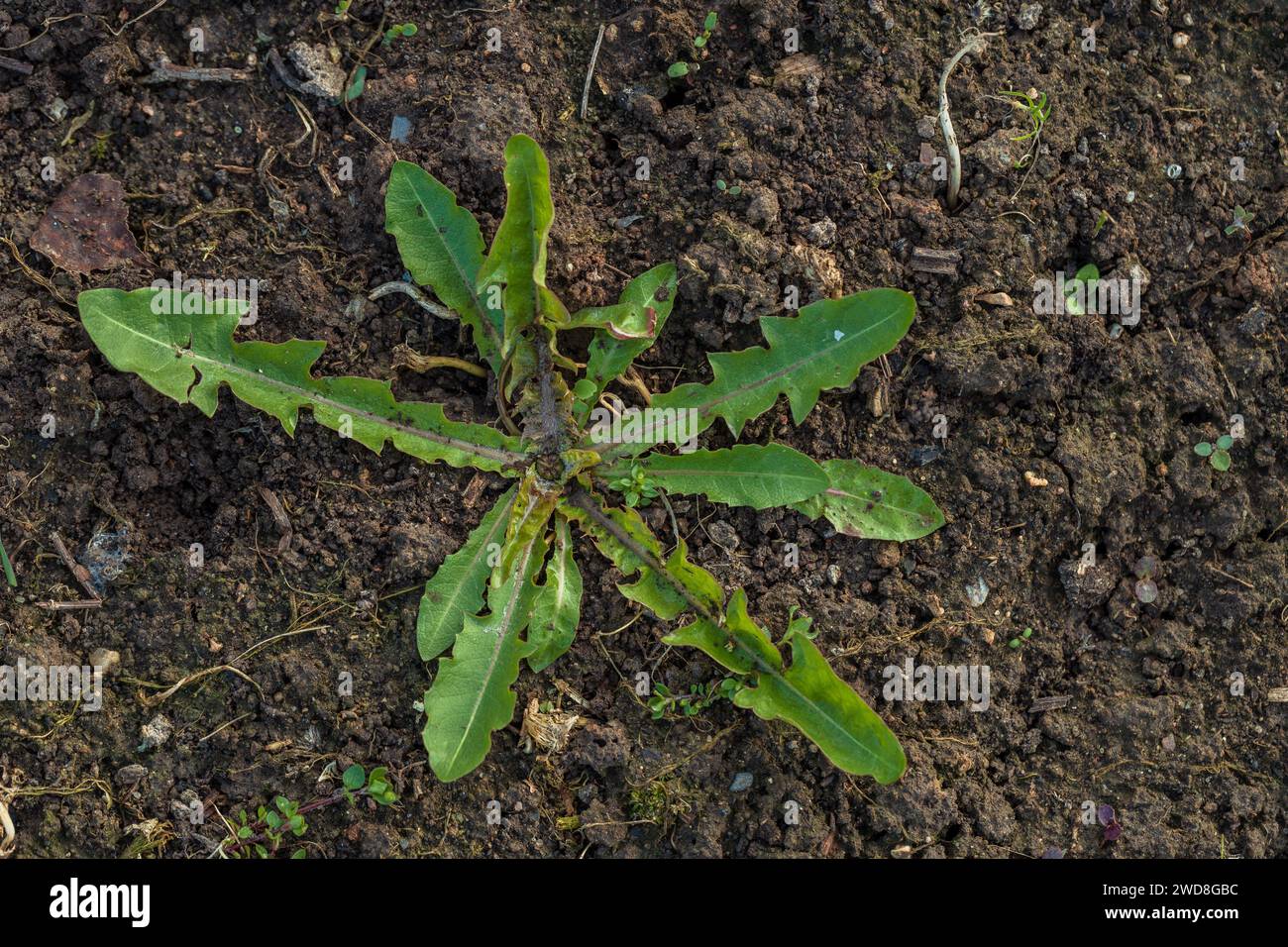 Dandelion first leaves formed in a circle. Spring sprouts of dandelion ...