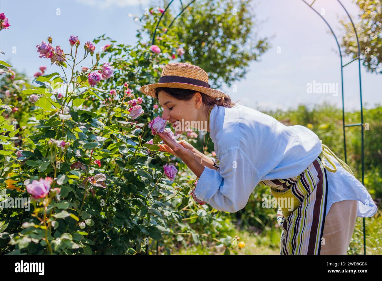Novalis roses hi-res stock photography and images - Alamy