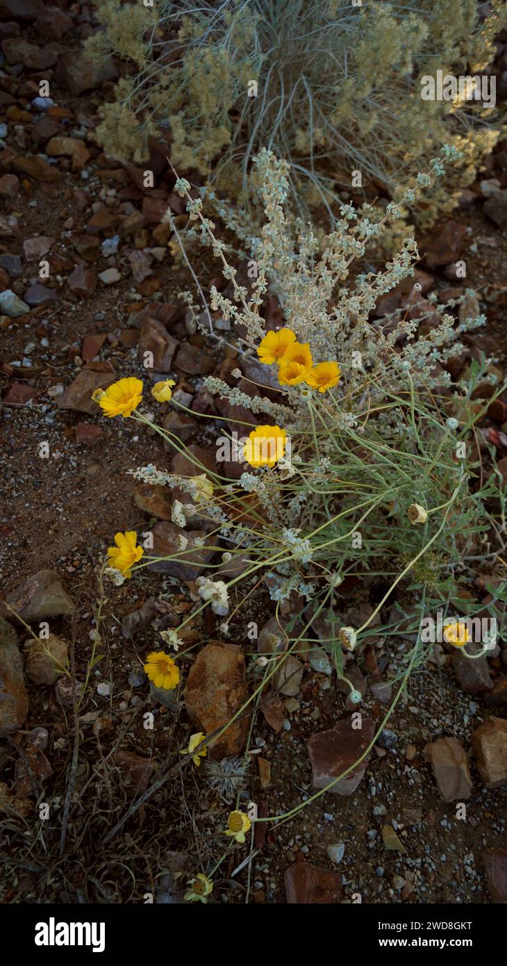 Yellow flowers in Southern Nevada Stock Photo - Alamy