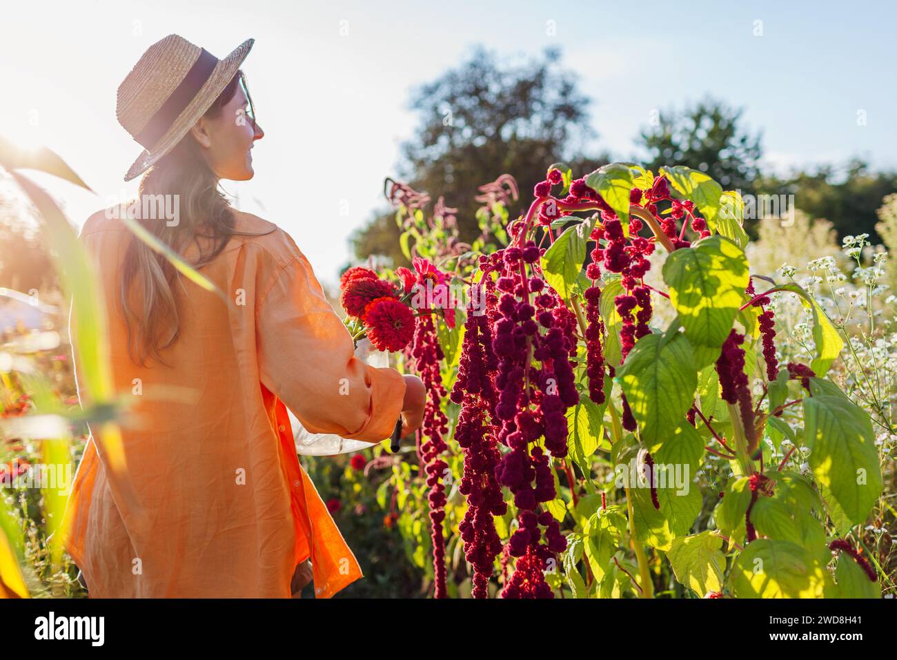 Woman gardener walking in summer garden by hanging amaranth picking ...