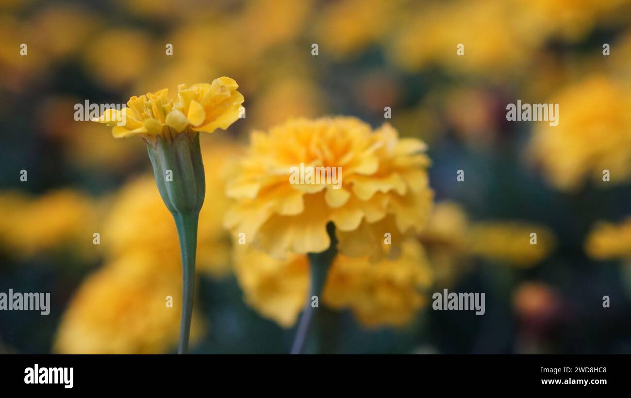 Vibrant array of flowers hi-res stock photography and images - Alamy