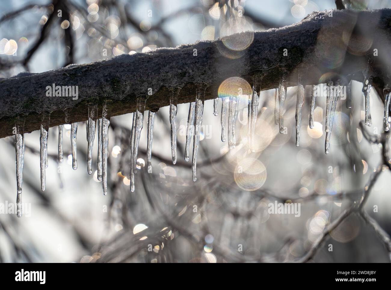 19 January 2024, Hesse, Frankfurt/Main: Small icicles hang from the ...