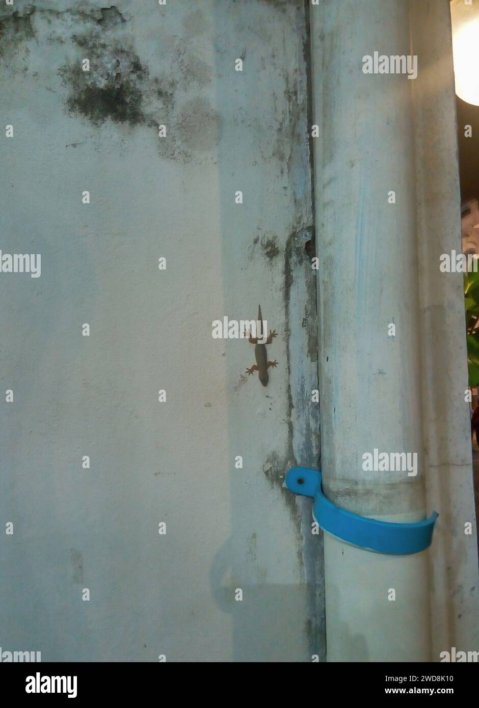Small house gecko on dirty wall. Hemidactylus frenatus geckos or Jing ...