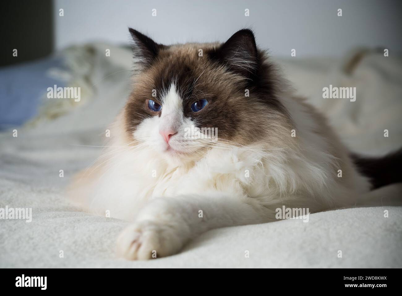 Beautiful young white purebred Ragdoll cat with blue eyes, on the bed ...