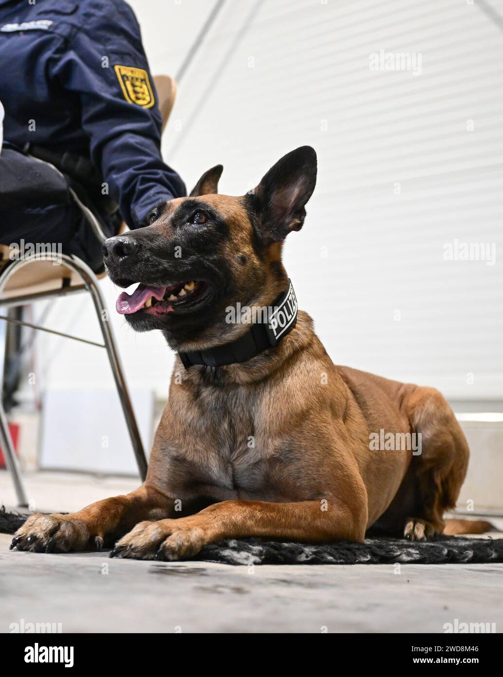 Police sniffer dog german shepherd hi-res stock photography and images ...