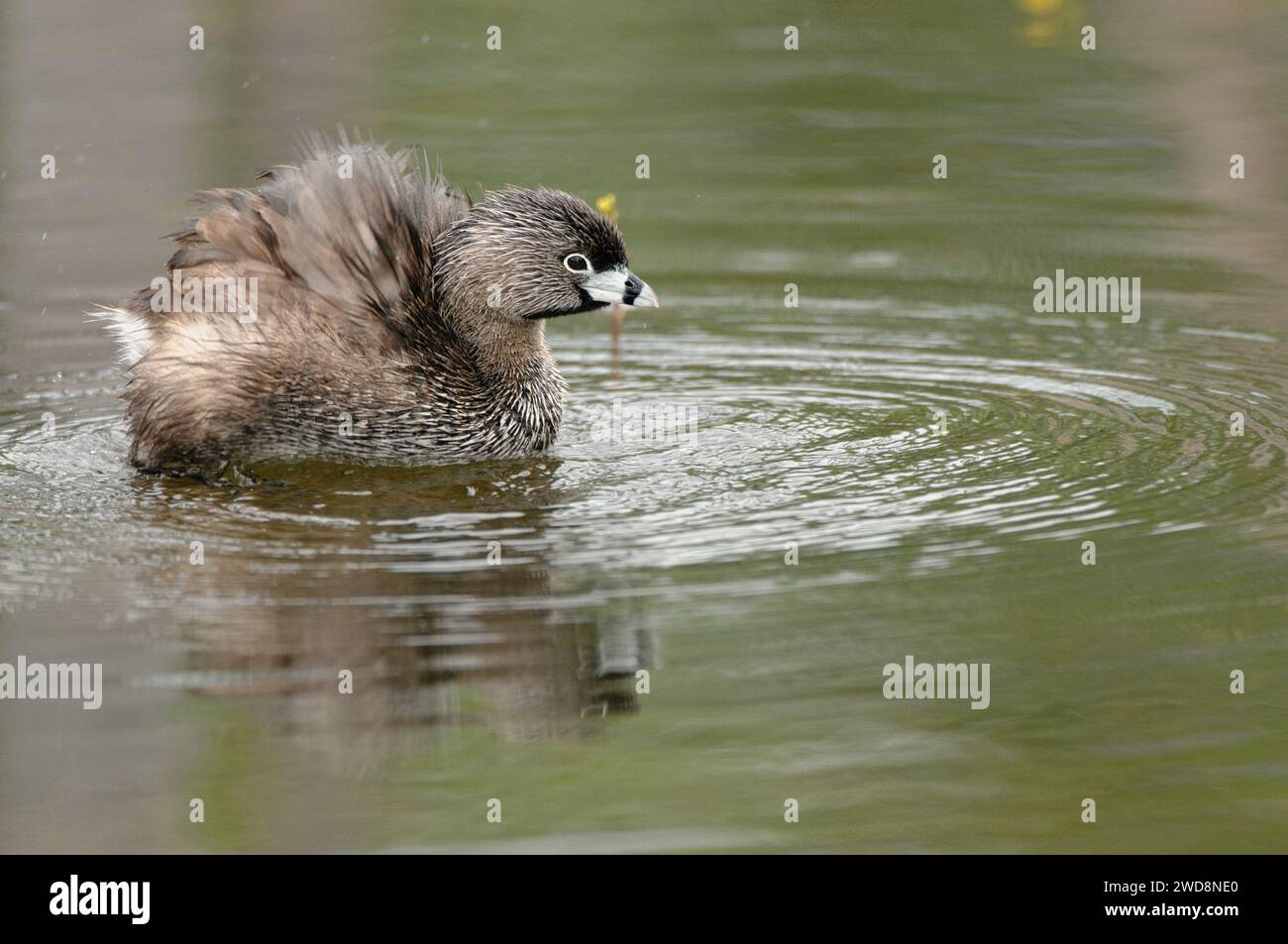 Pie-billed Grebe catches a fish for its chick Stock Photo - Alamy
