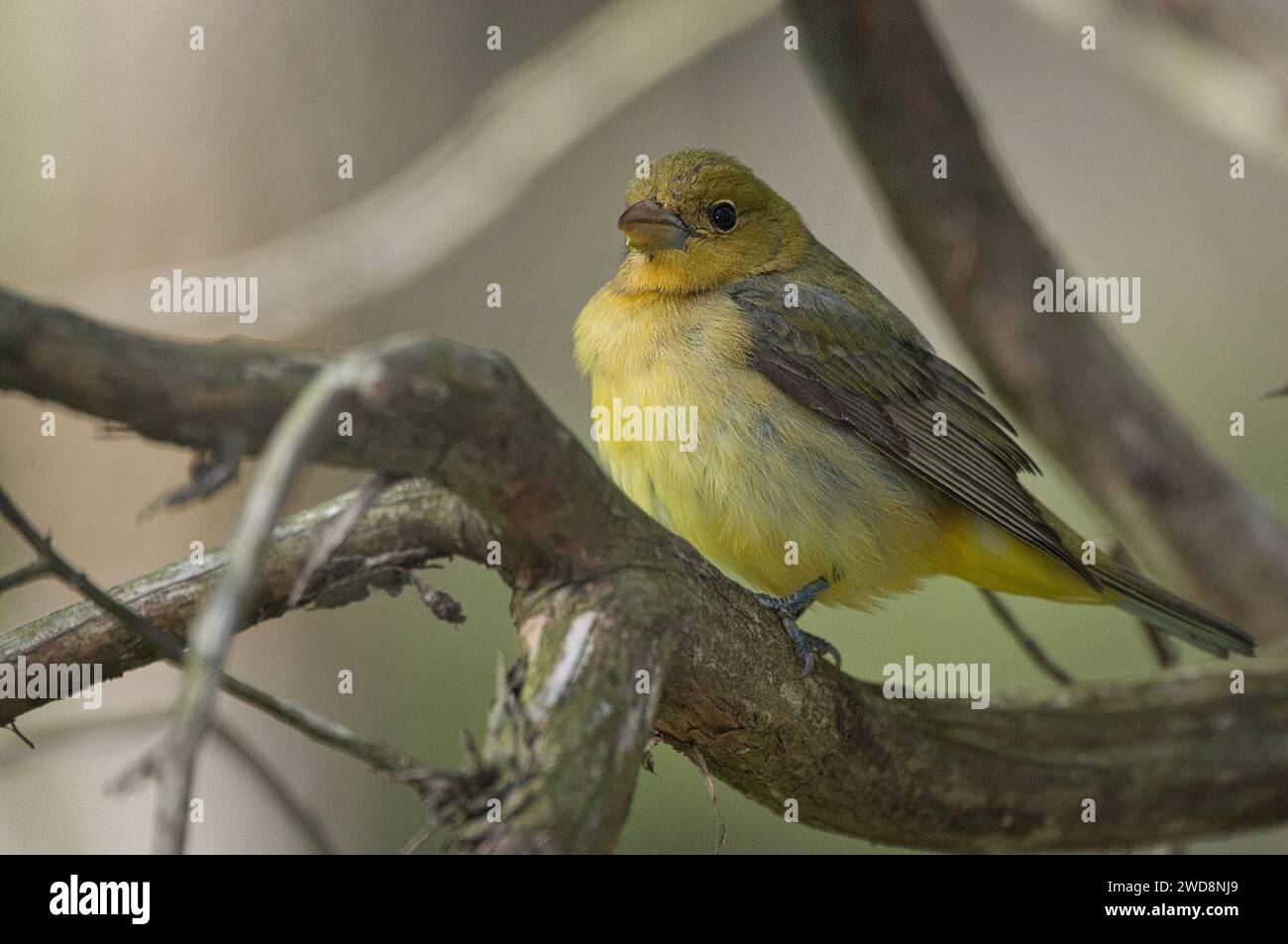 Female summer tanager hi-res stock photography and images - Alamy