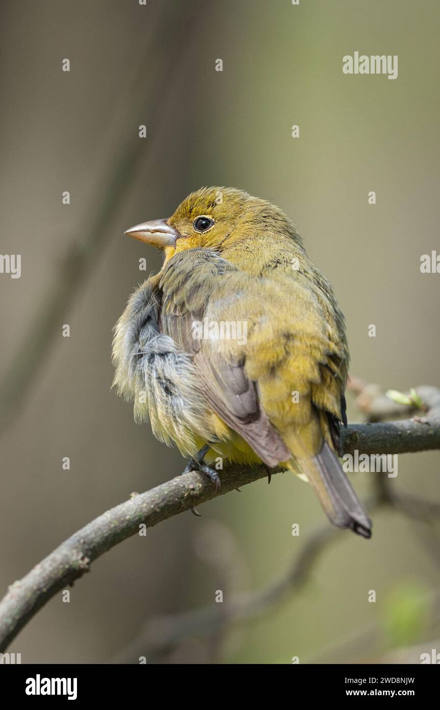 Female summer tanager hi-res stock photography and images - Alamy