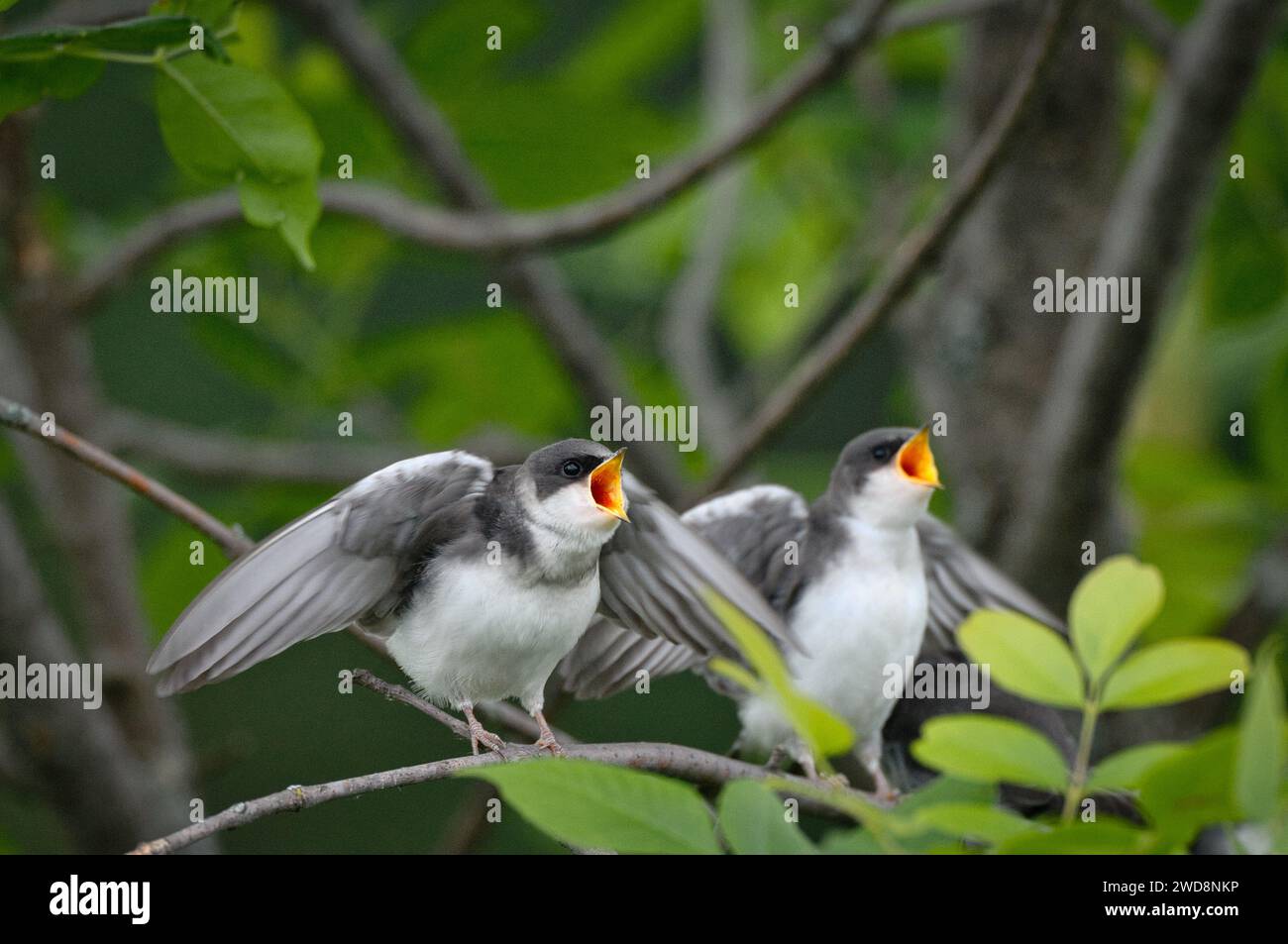 Young Tree Swallow calling parents for foods Stock Photo - Alamy