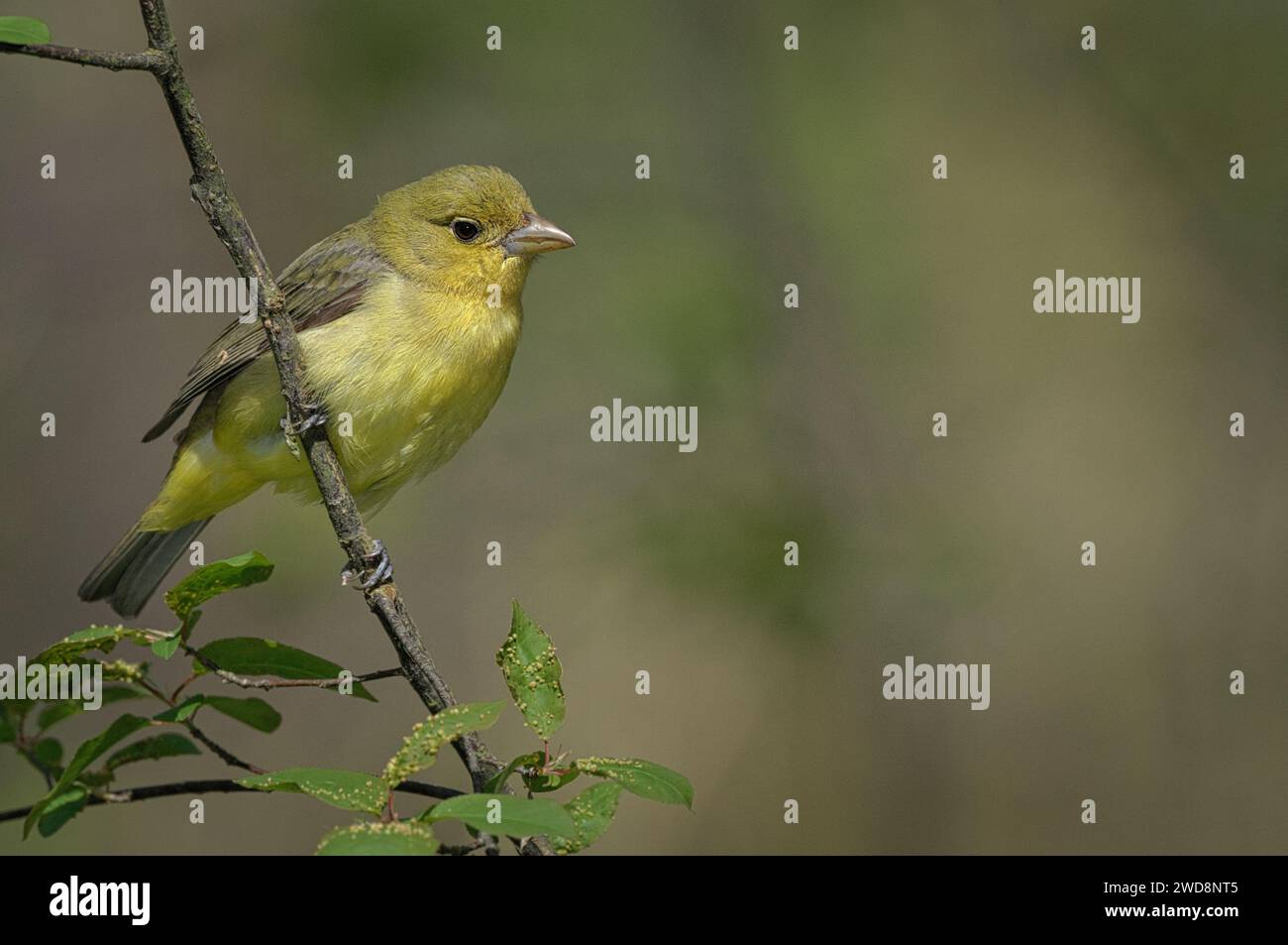 Female summer tanager hi-res stock photography and images - Alamy