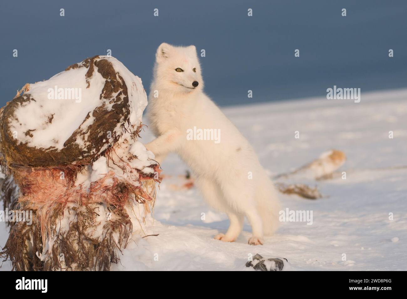 arctic fox Alopex lagopus adult in its winter coat travels the arctic ...