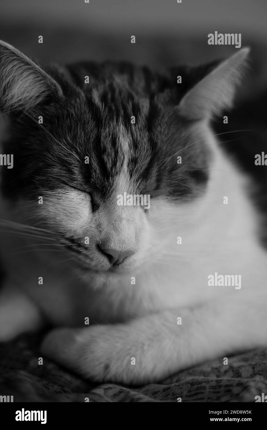 Sad cat bed Black and White Stock Photos & Images - Alamy
