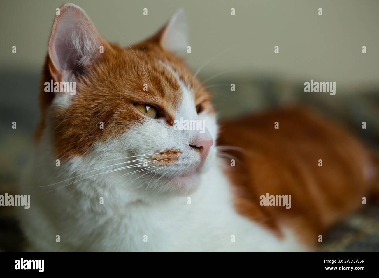 cute ginger cat looking happy on the bed Stock Photo - Alamy