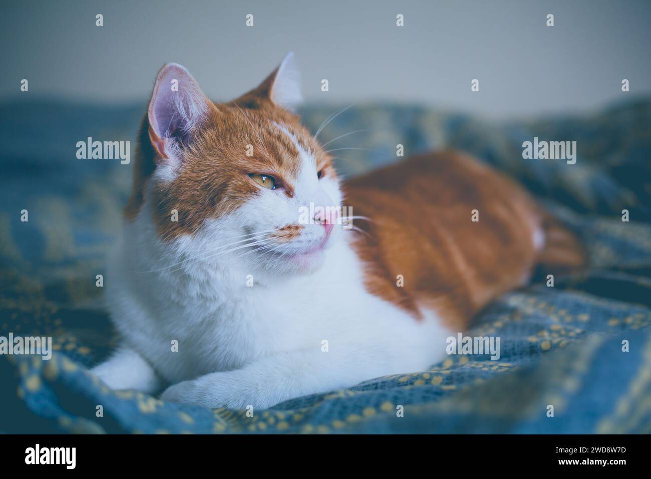 cute ginger cat looking happy on the bed Stock Photo - Alamy