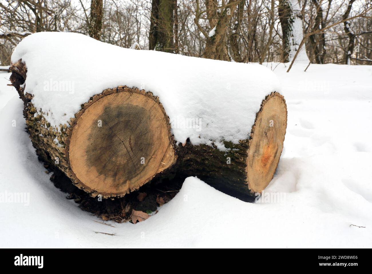 Wooden log under snow in winter forest Stock Photo - Alamy