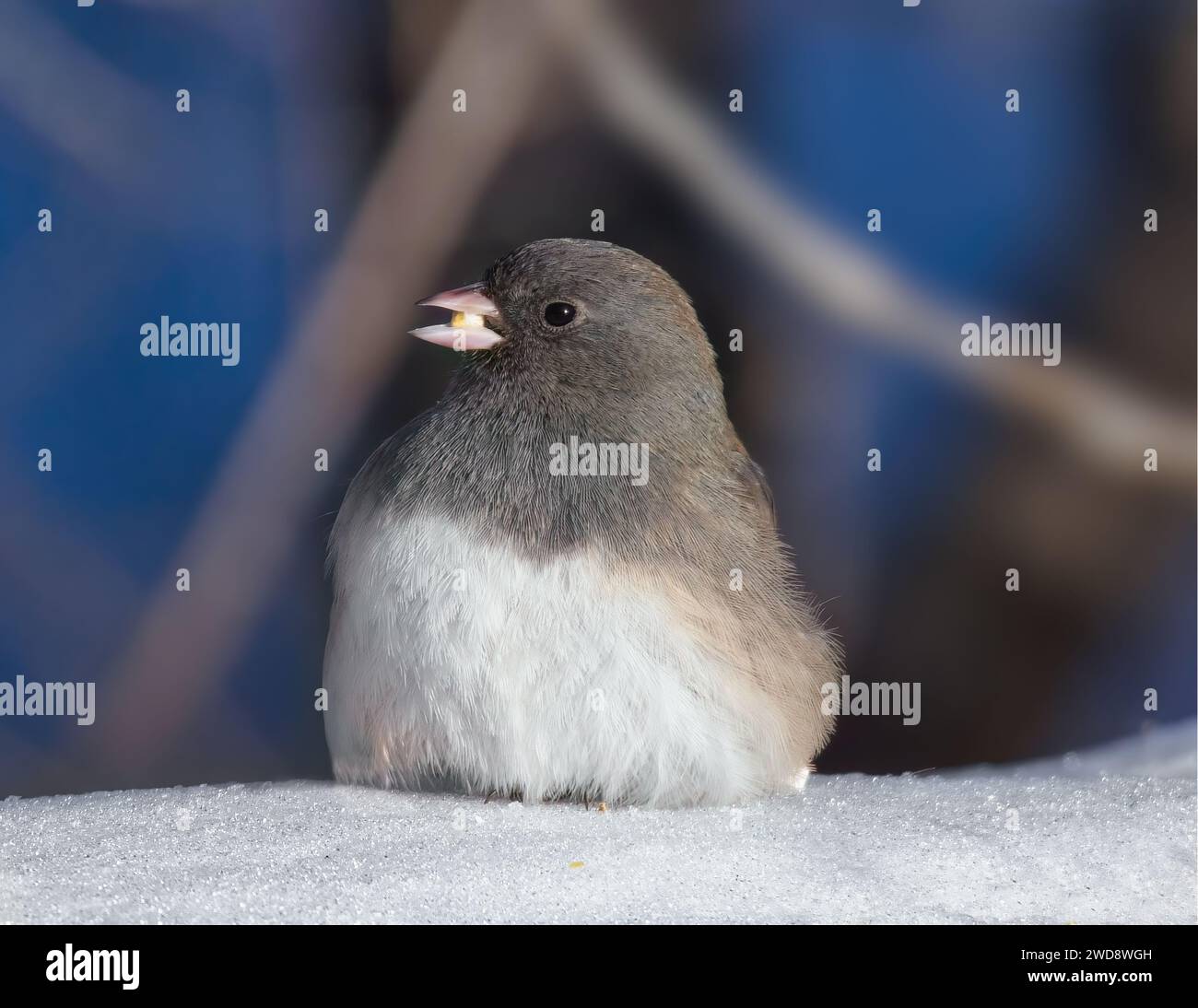 Dark eyed junco flock hi-res stock photography and images - Alamy