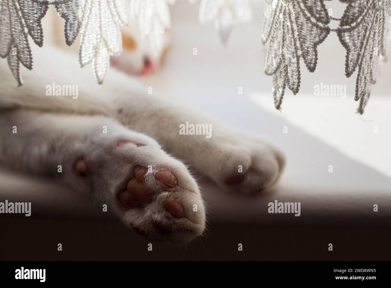 two white cat paws sticking out from under the curtain Stock Photo - Alamy