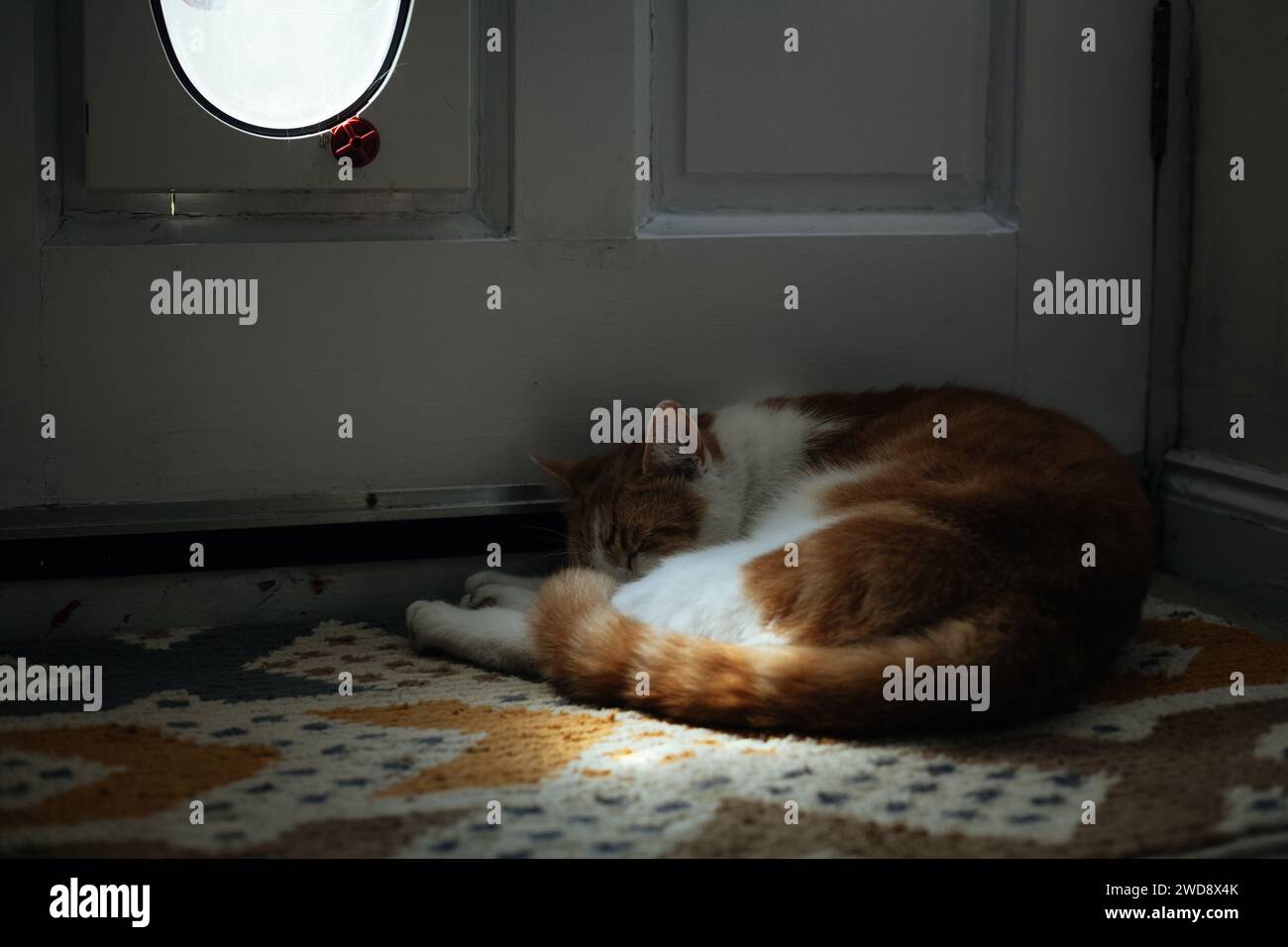 Cat Guarding Door at Reynaldo Leahy blog