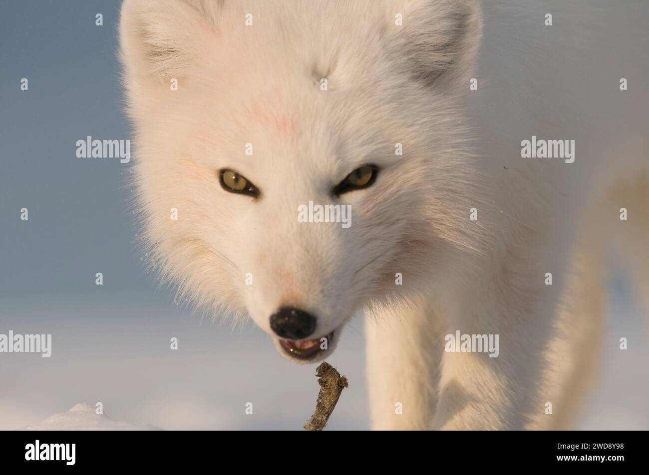 arctic fox Alopex lagopus adult in its winter coat travels the arctic ...