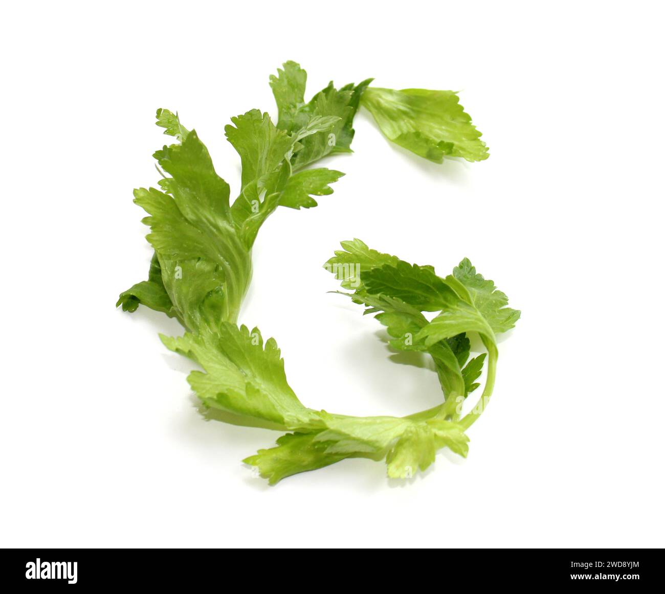 Letter G from celery sticks green leaves alphabetic capital letters of ...