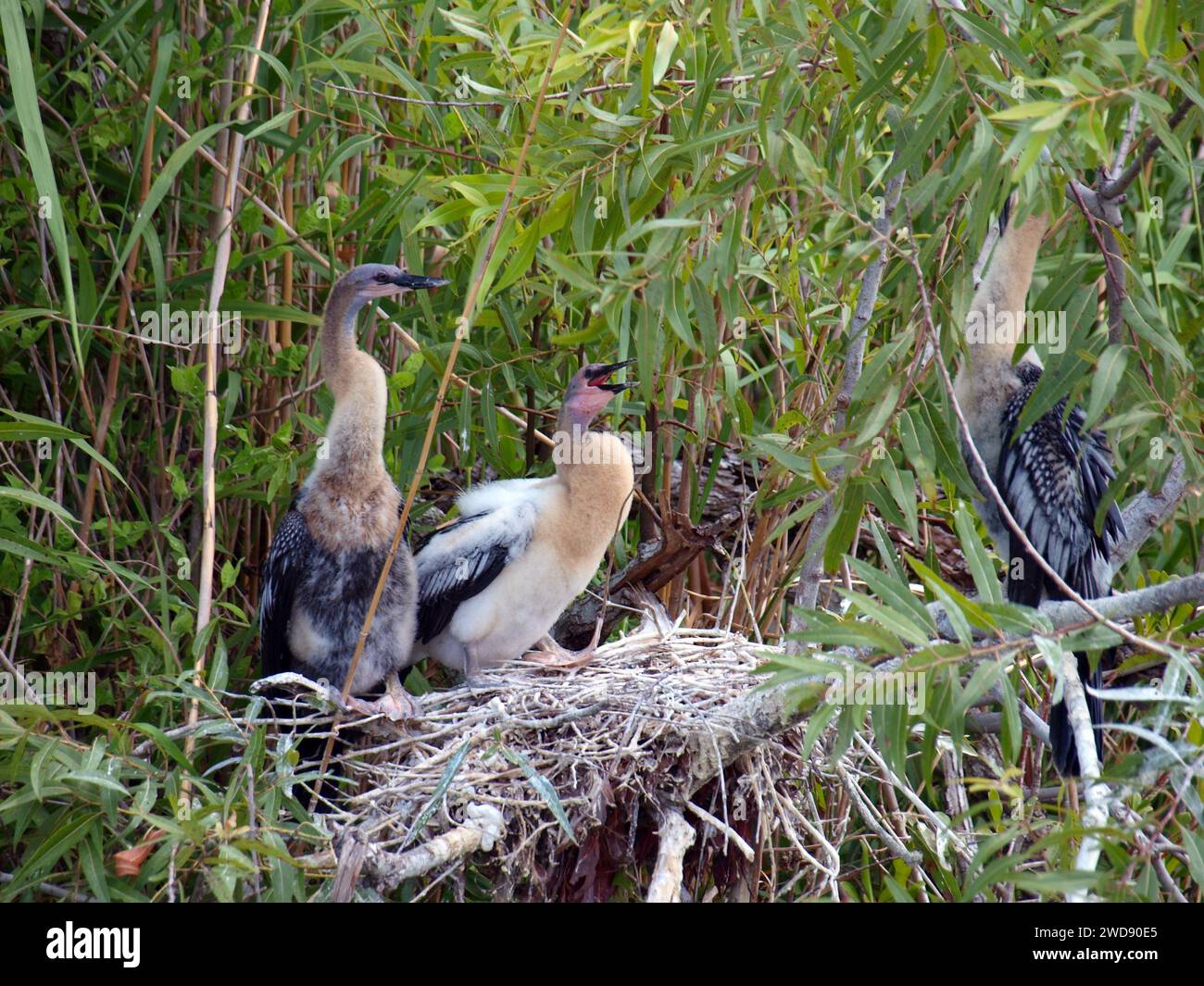 Anhinga chicks in a nest. These birds are also known as darter or ...