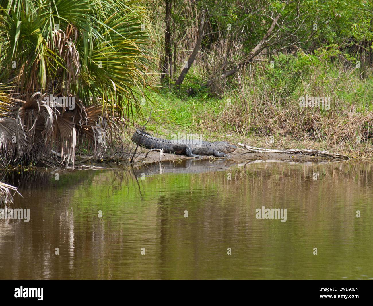Big alligator on the banks of a Florida pond. Dangerous wildlife Stock ...