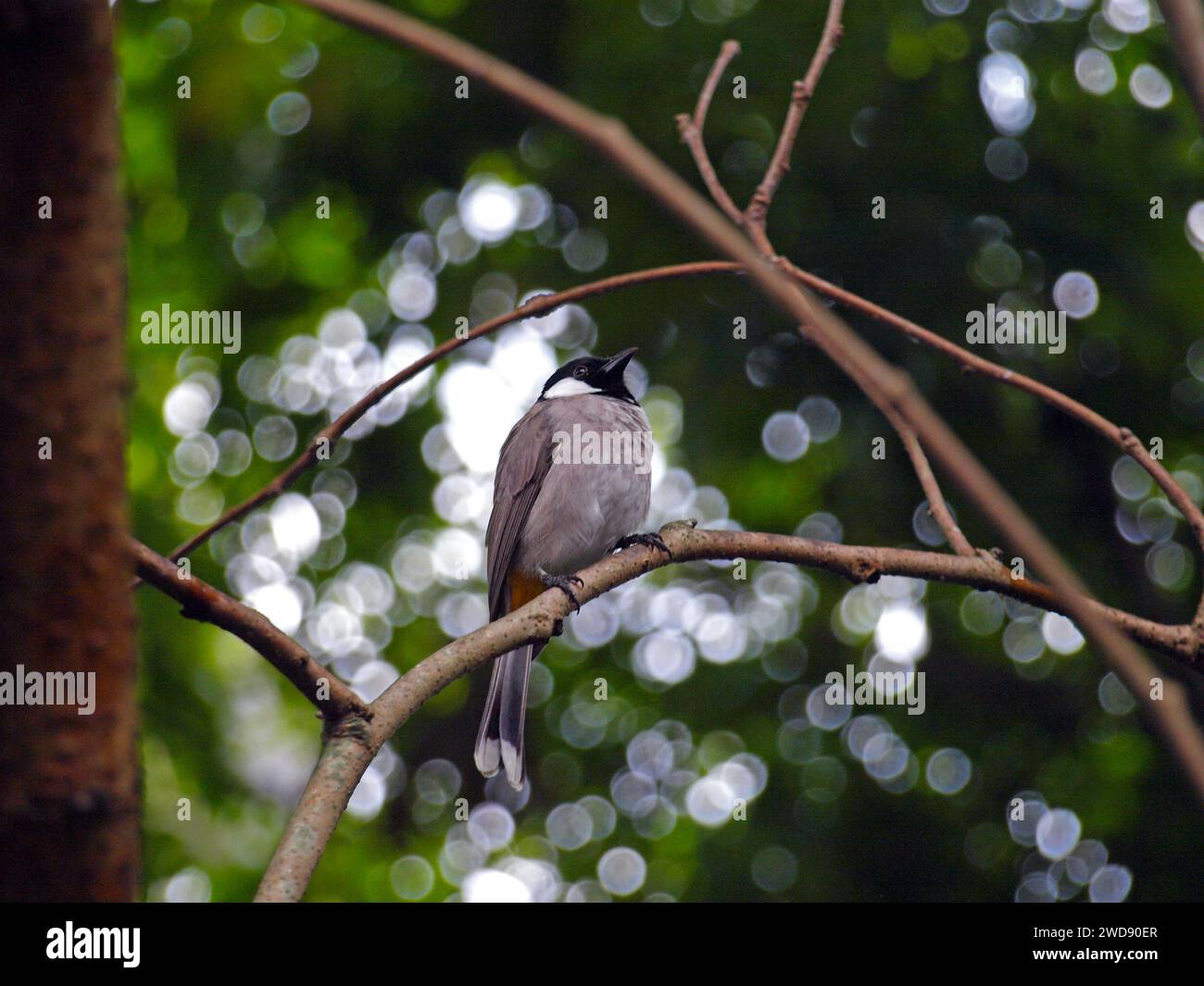 White-eared bulbul (Pycnonotus leucotis) on a branch Stock Photo - Alamy