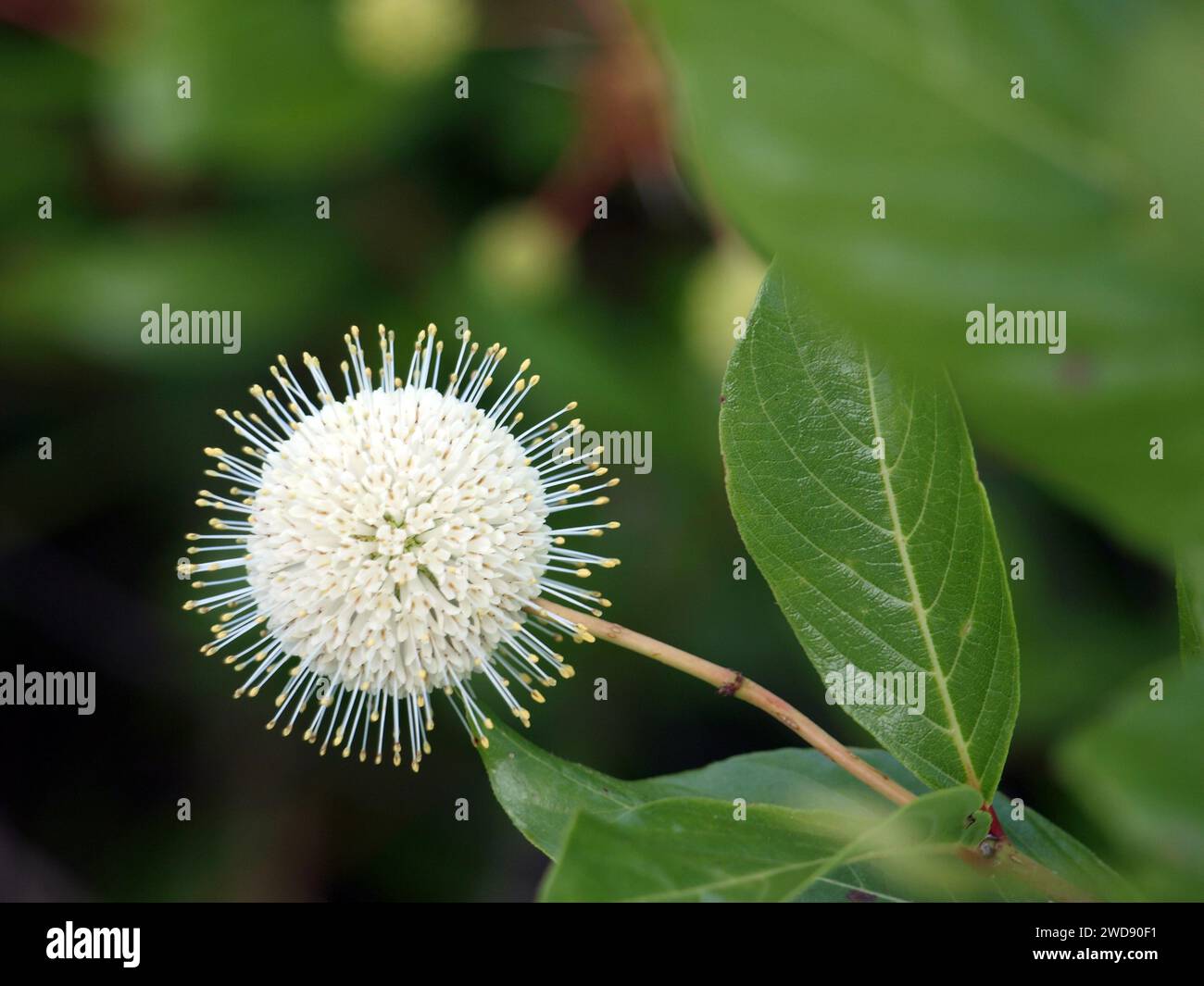 Buttonbush or buck brush (Cephalanthus occidentalis). This plant is ...