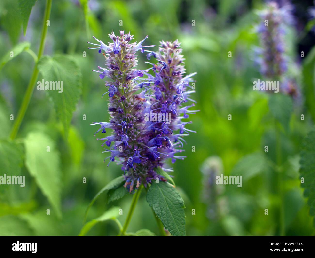 Growth korean hi-res stock photography and images - Alamy