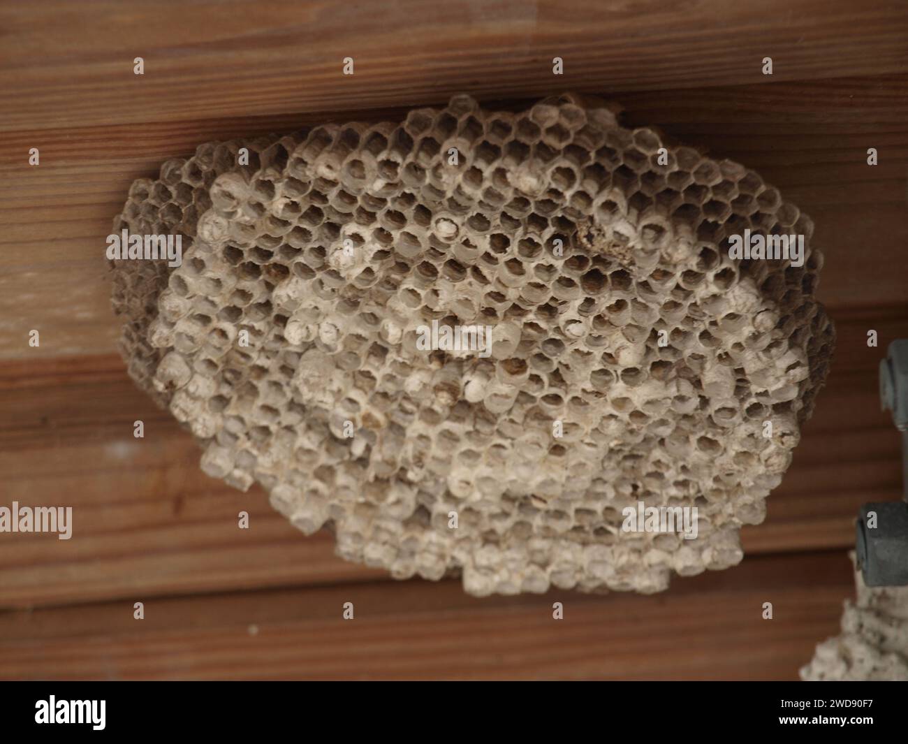 Wasp nest attached to a wood ceiling (pest Stock Photo - Alamy