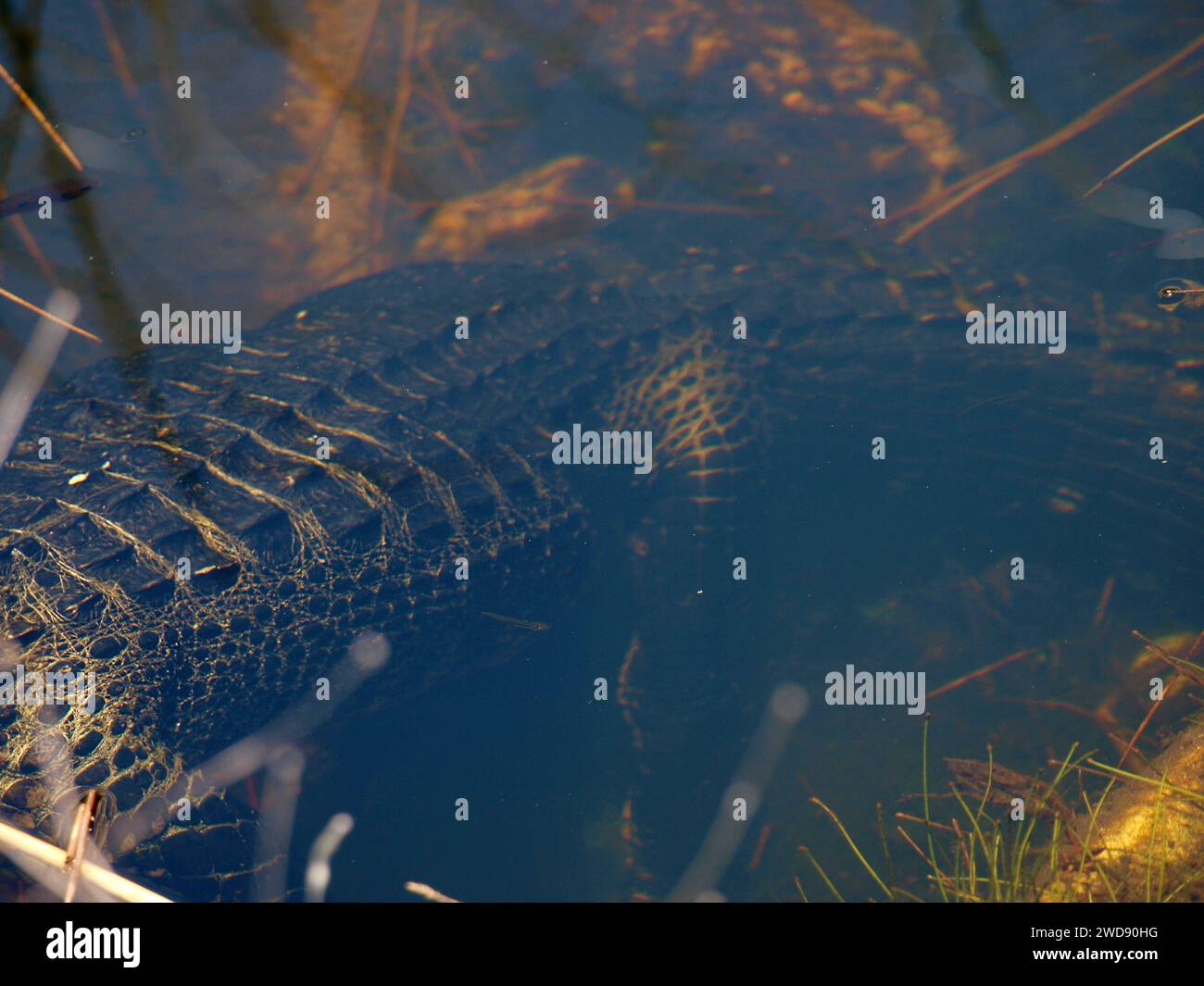 Body of young wild alligator underwater in a shallow pond. Details of ...