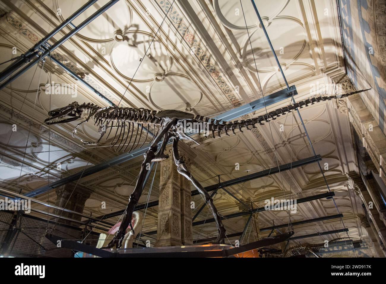 Natural History Museum, London, UK Stock Photo - Alamy Natural History Museum, London, UK Stock Photo - Alamy