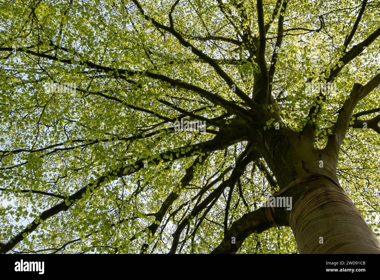 Beech tree canopy hi-res stock photography and images - Alamy