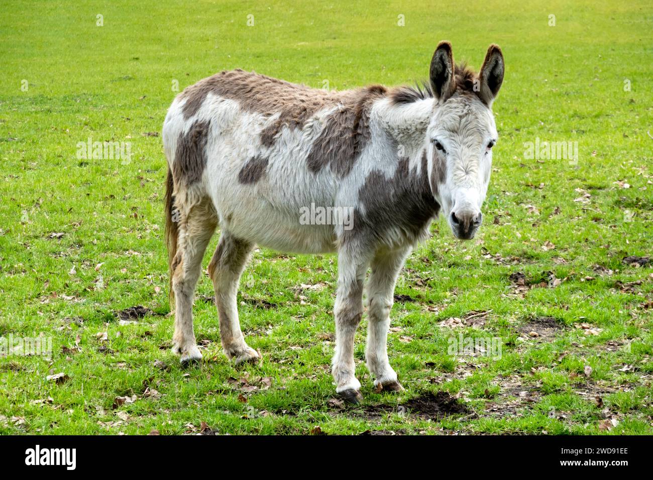 Portrait of brown-white male donkey in meadow, Netherlands Stock Photo ...