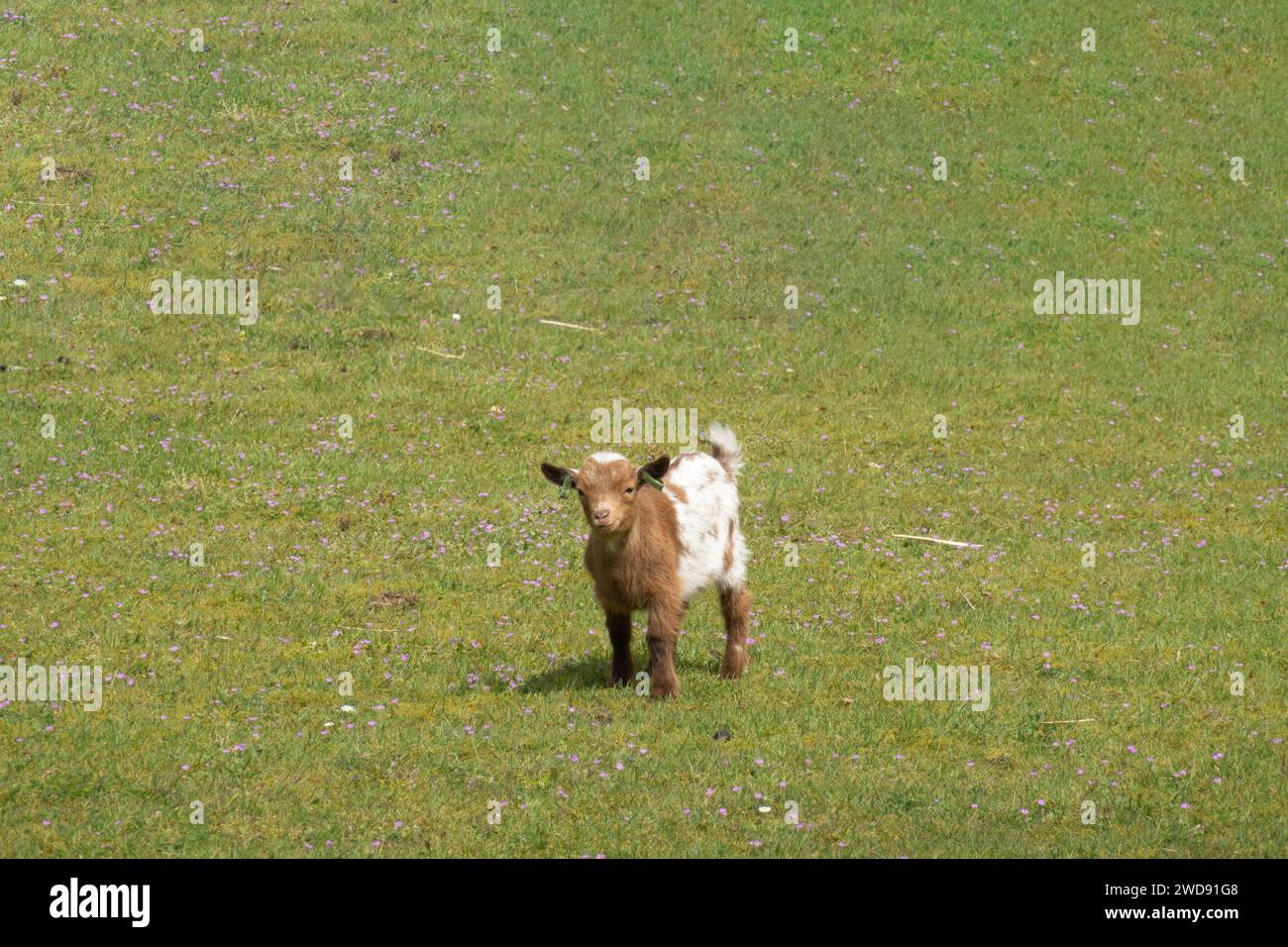 Portrait of brown-white young little dwarf goat in meadow, Netherlands ...