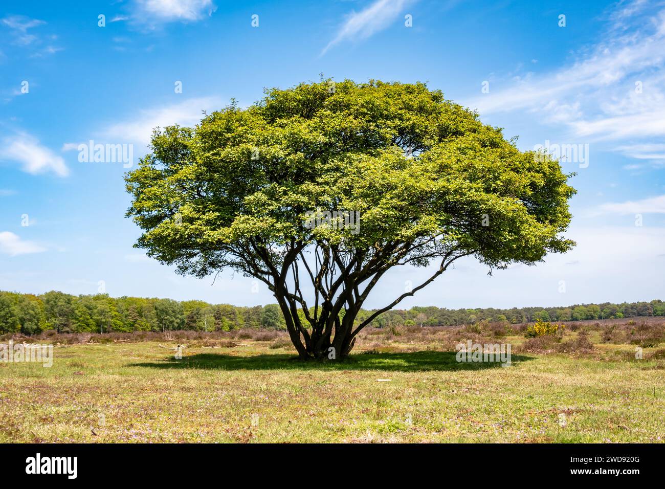 Juneberry tree, Amelanchier lamarkii, in heathland of Westerheide ...