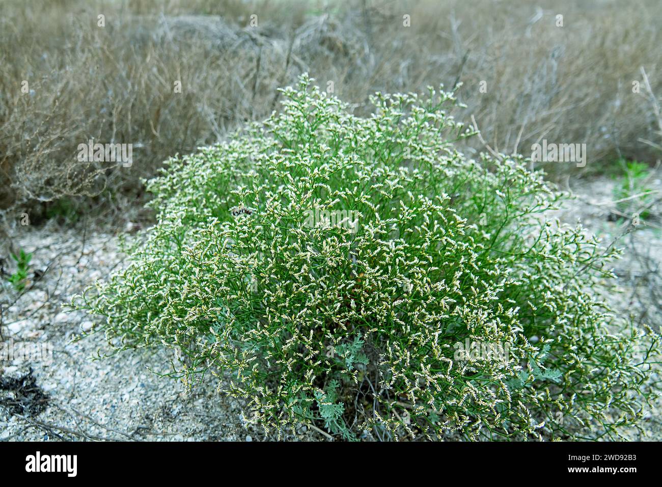 Sea lavender (Limonium ramosissimum) halophyte from Sivash lake ...