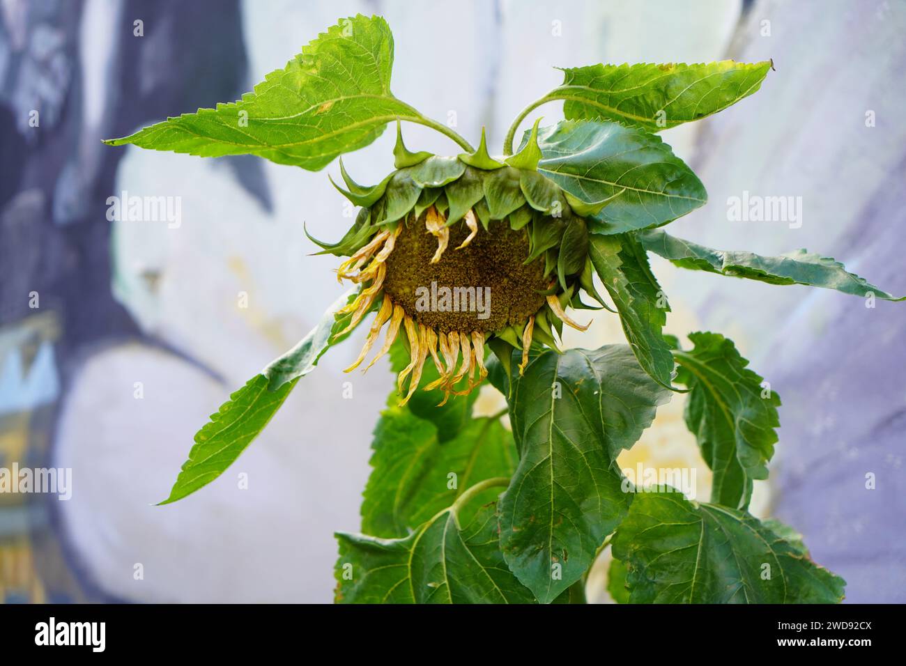 Flor muriendo hi-res stock photography and images - Alamy
