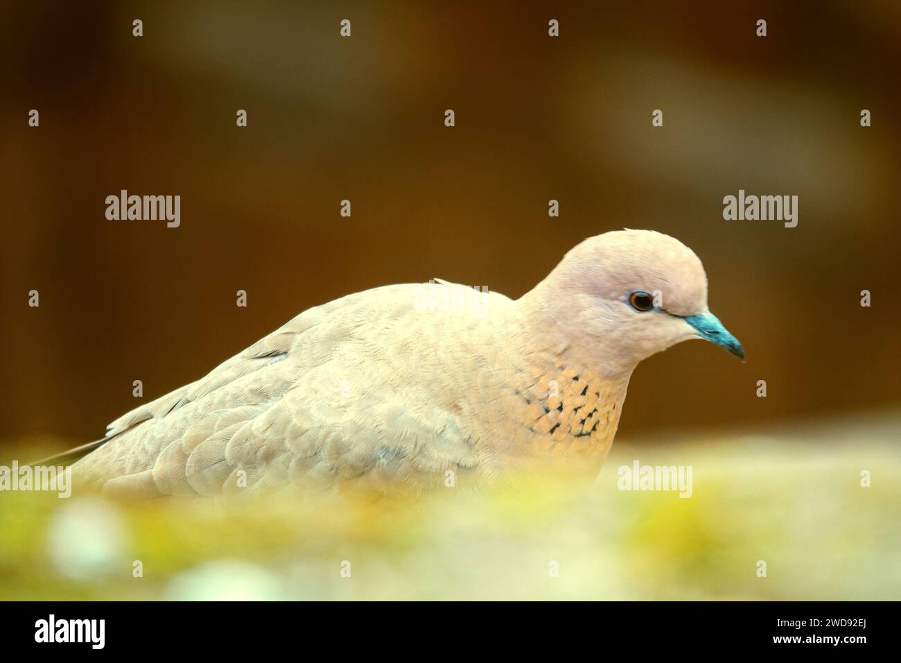 Iran and senegal hi-res stock photography and images - Alamy