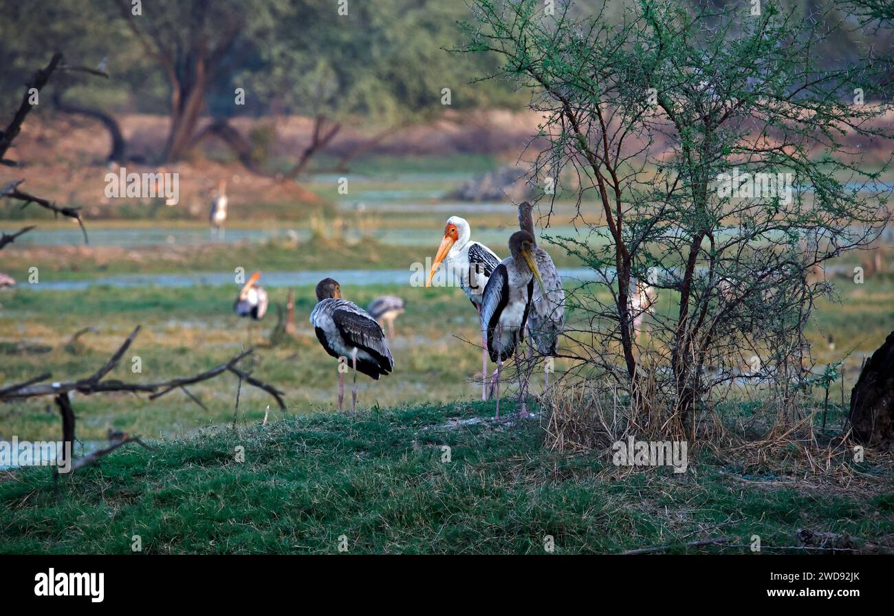 Painted stork images hi-res stock photography and images - Alamy