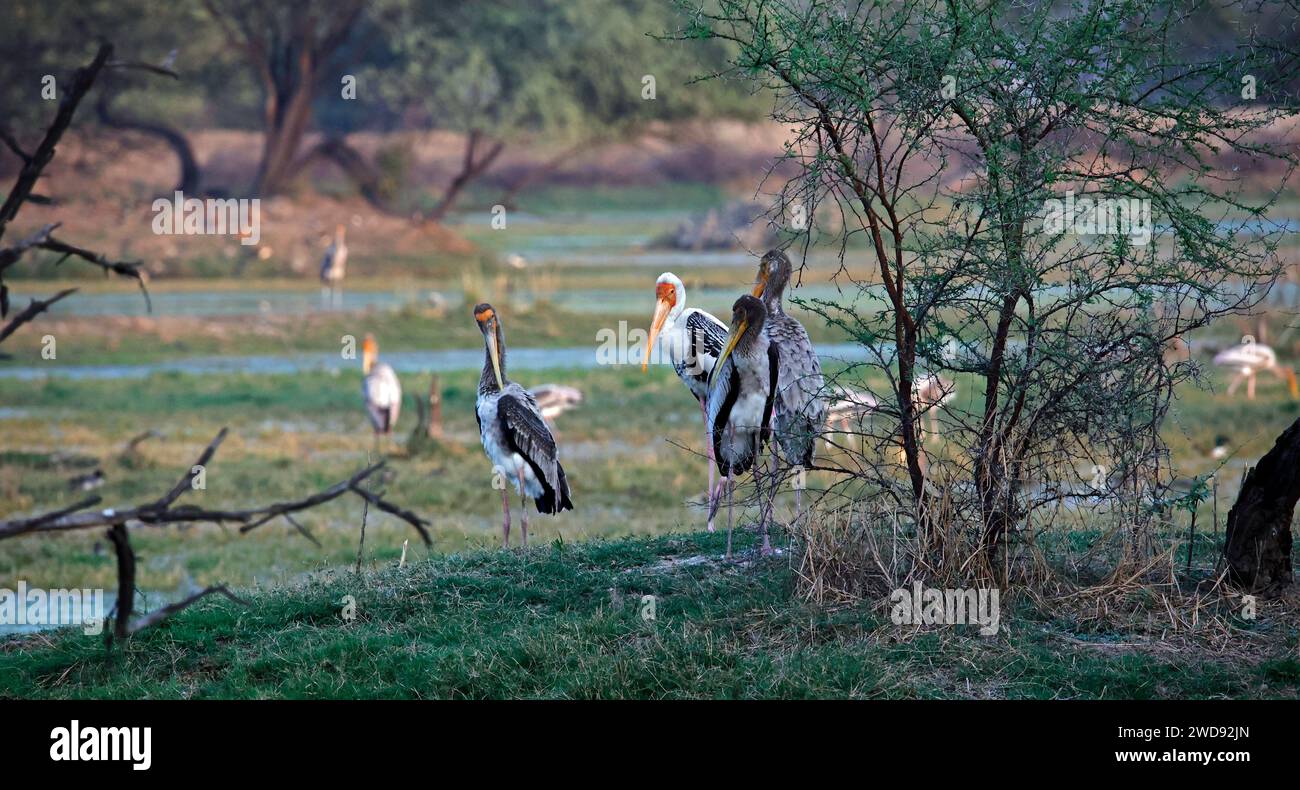 Painted stork images hi-res stock photography and images - Alamy