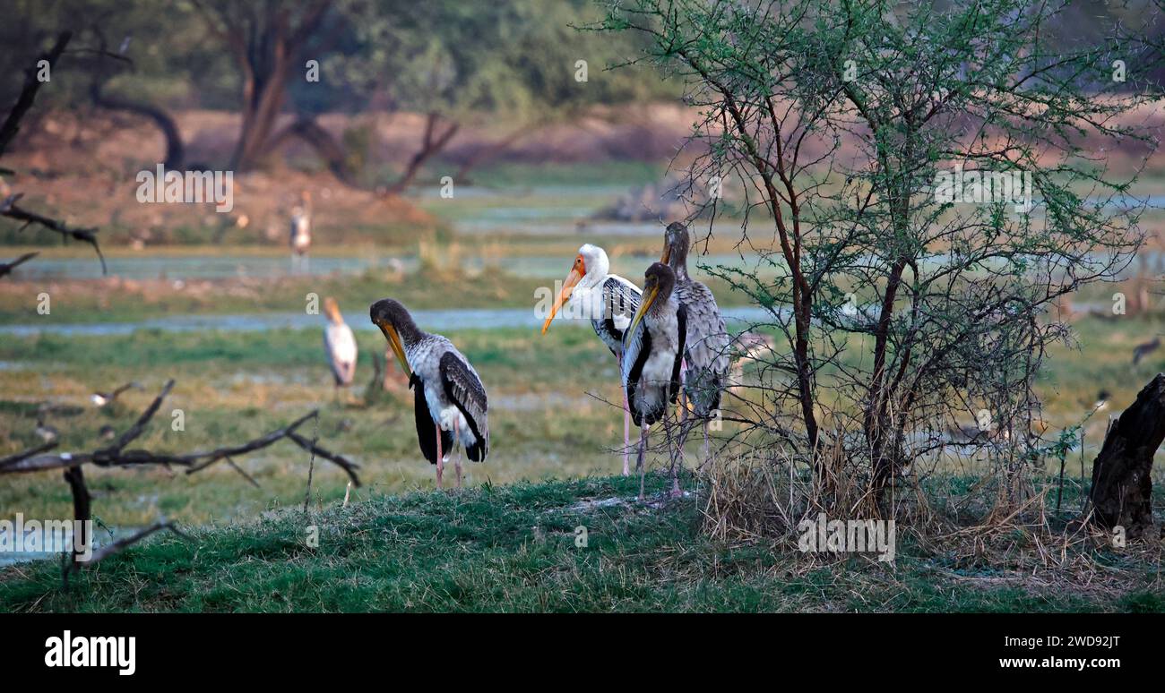 Picture of stork fishing hi-res stock photography and images - Alamy