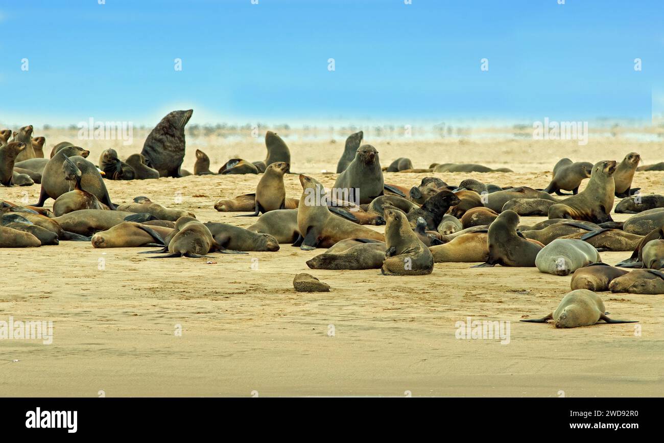 Large fur seals hi-res stock photography and images - Alamy